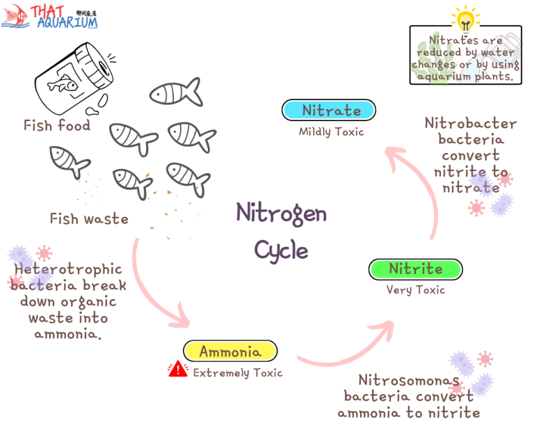 4. The Nitrogen Cycle - Singapore’s Trusted Aquarium Shop for Over 20 years