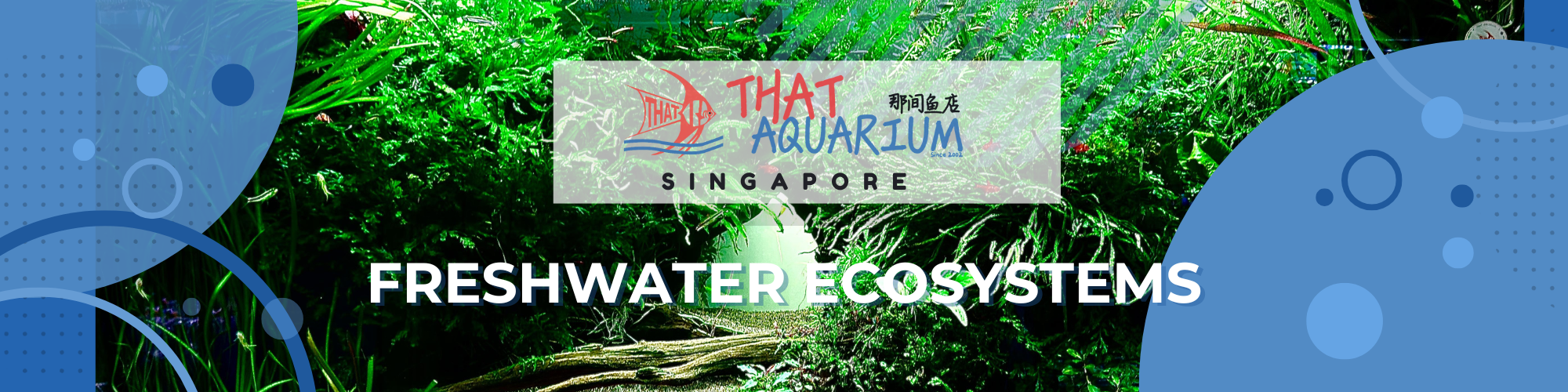 Basics of Freshwater Ecosystems - Singapore’s Trusted Aquarium Shop for ...